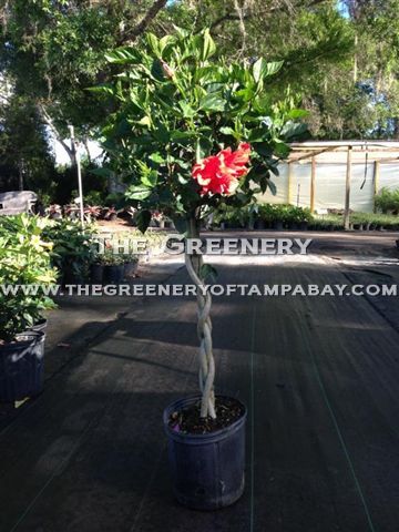 The Greenery Nursery and Garden Center