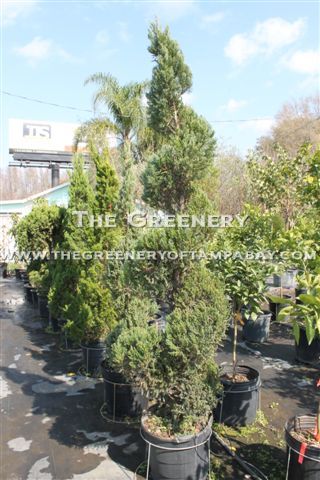 The Greenery Nursery and Garden Center