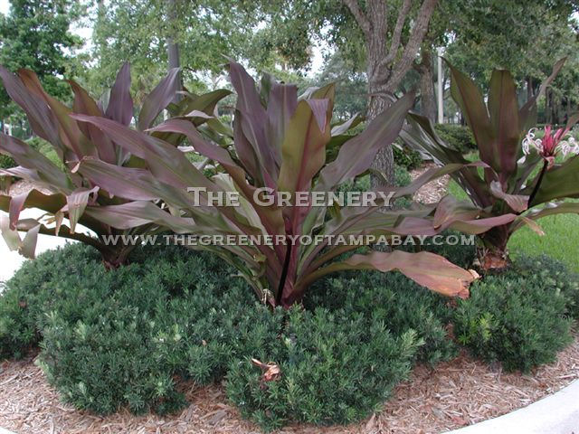 The Greenery Nursery and Garden Center