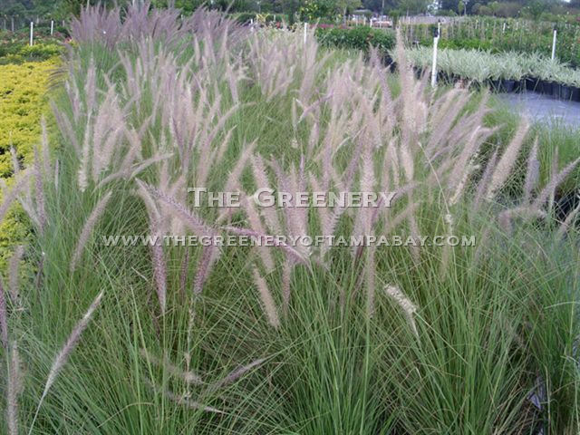 The Greenery Nursery and Garden Center