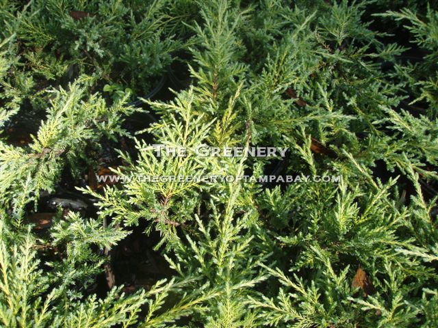 The Greenery Nursery and Garden Center