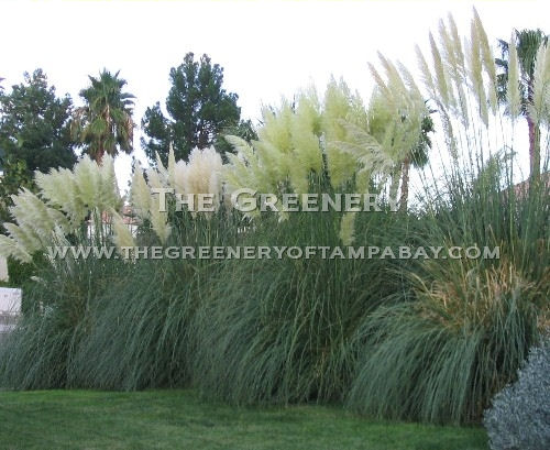 The Greenery Nursery and Garden Center