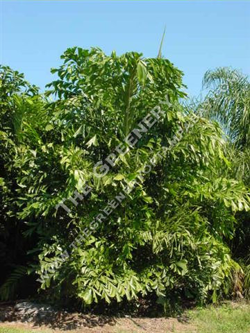 The Greenery Nursery and Garden Center