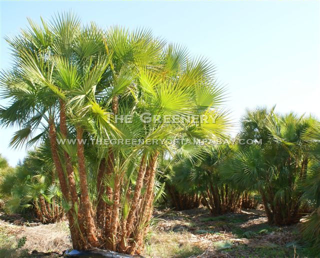 The Greenery Nursery and Garden Center