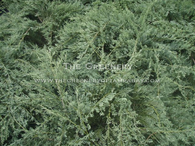 The Greenery Nursery and Garden Center