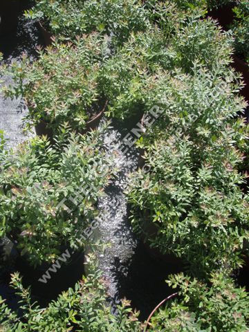 The Greenery Nursery and Garden Center