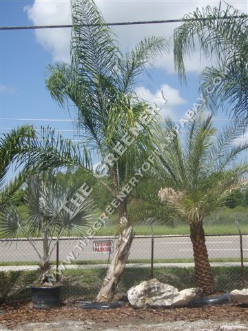 The Greenery Nursery and Garden Center