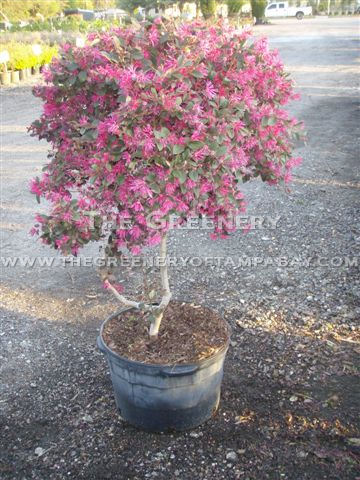 The Greenery Nursery and Garden Center