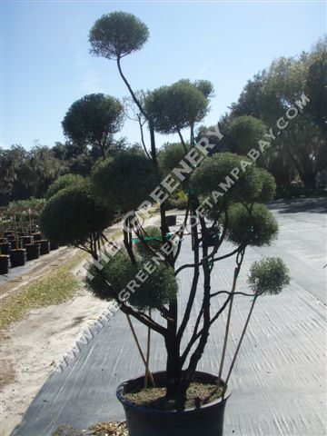 The Greenery Nursery and Garden Center