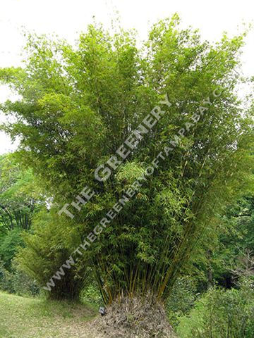 The Greenery Nursery and Garden Center