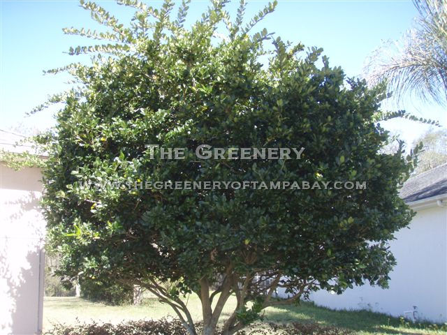 The Greenery Nursery and Garden Center