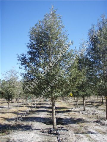 The Greenery Nursery and Garden Center