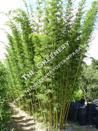 The Greenery Nursery and Garden Center