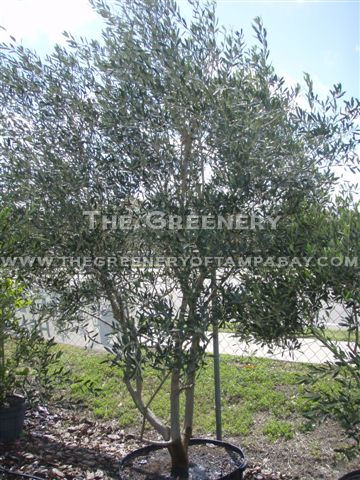 The Greenery Nursery and Garden Center