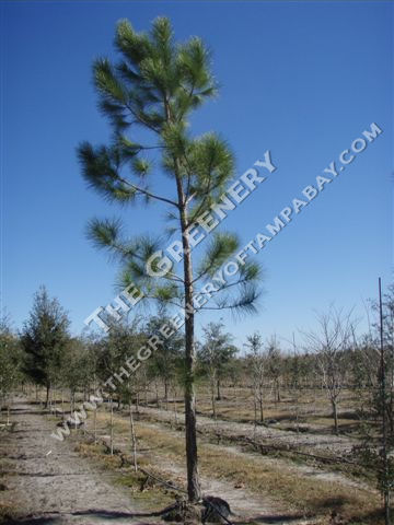 The Greenery Nursery and Garden Center