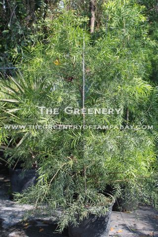 The Greenery Nursery and Garden Center